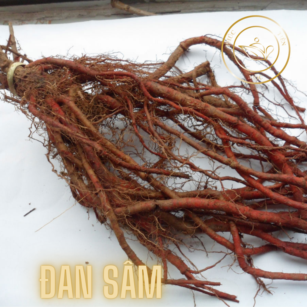 Đan sâm - Phúc Tiên Bảo